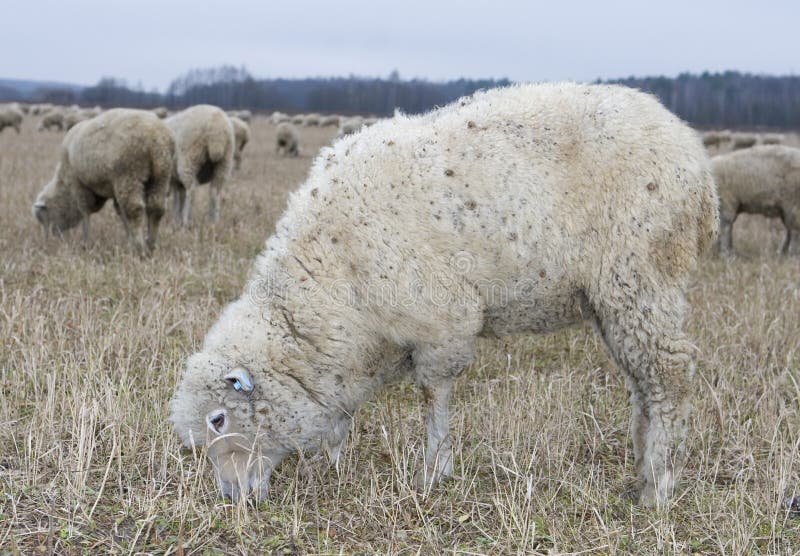 White sheep stock photo. Image of rural, livestock, mutton - 6976018