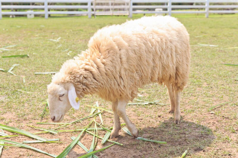 White sheep stock image. Image of lamb, beautiful, smile - 38300529