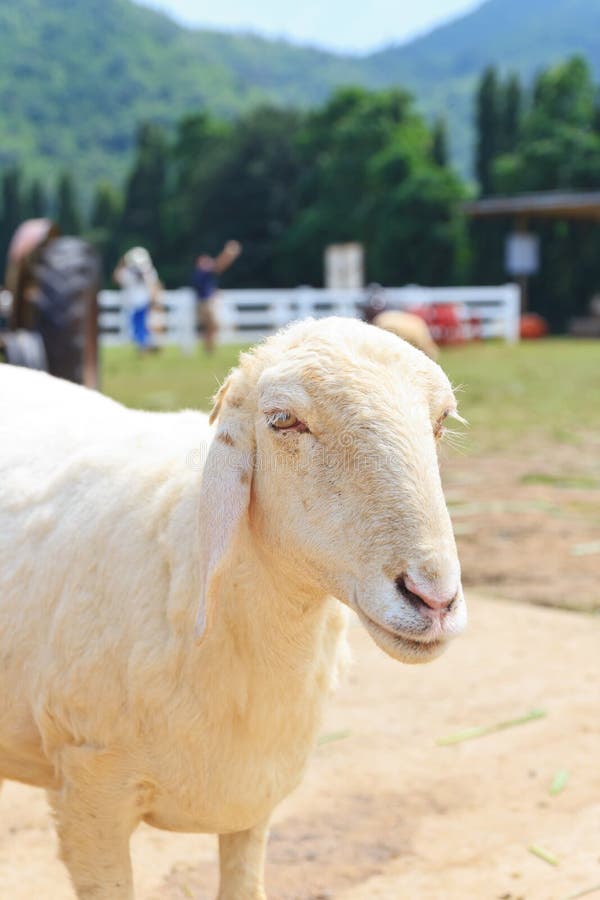 White Sheep Happy is Eating Grass Stock Photo - Image of animal, sheap ...