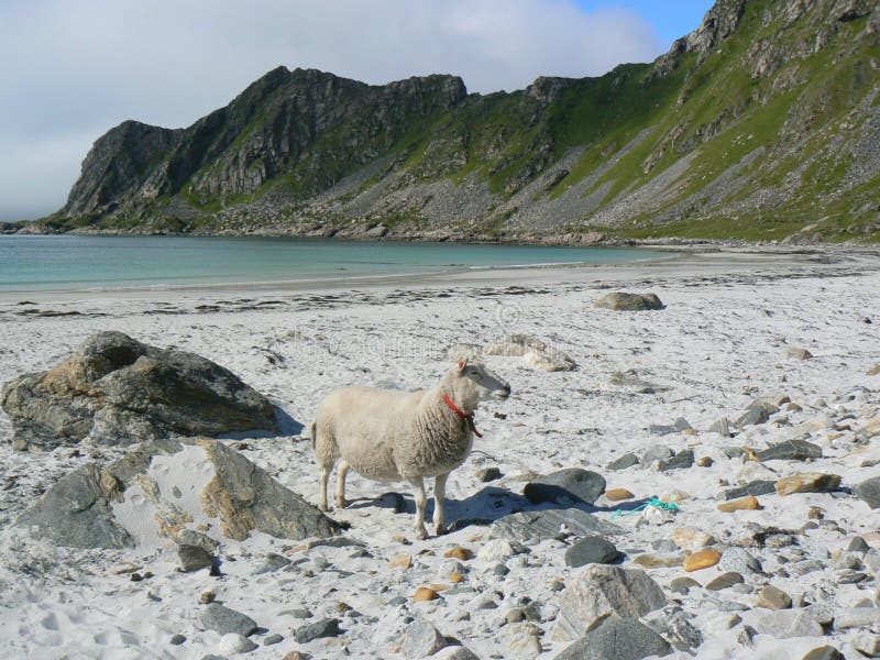 White sheep on the beach stock image. Image of water - 187269609