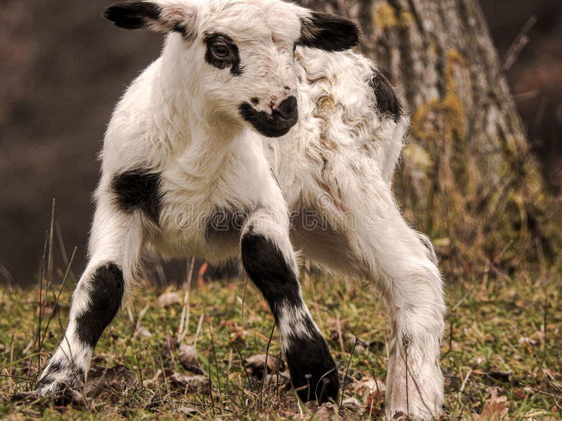 White Sheep with Black Spots on the Grass in a Forest Stock Photo ...
