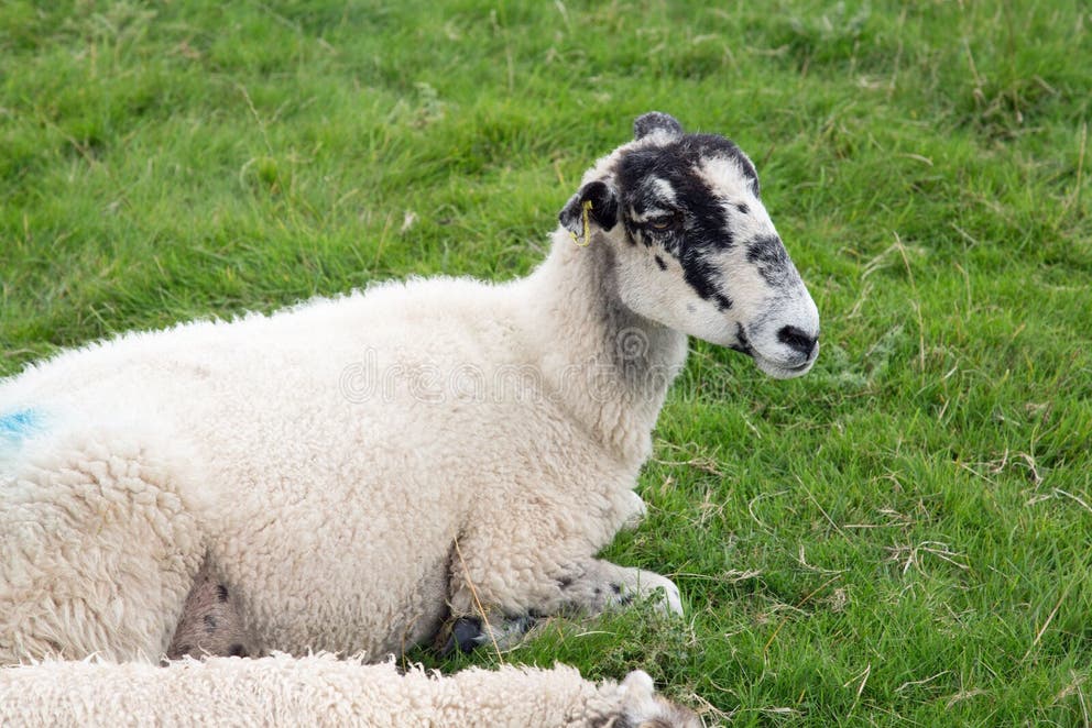 White Sheep with Blue Paint Marks. Stock Photo - Image of field, group ...