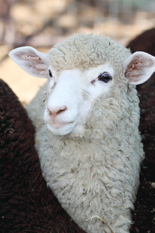 White Sheep and Her Newborn Lamb on Green Grass Hill at Shakespear ...