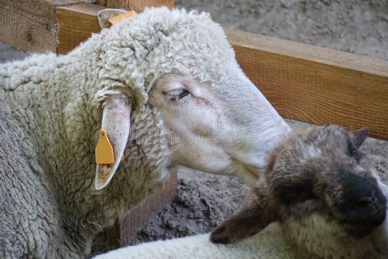 852 Sheep Head Side Stock Photos - Free & Royalty-Free Stock Photos ...