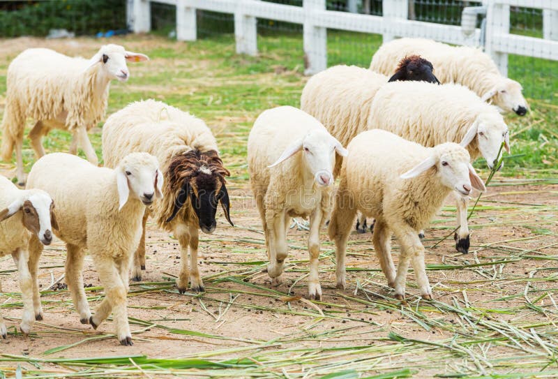 White sheep stock photo. Image of countryside, agriculture - 32969936
