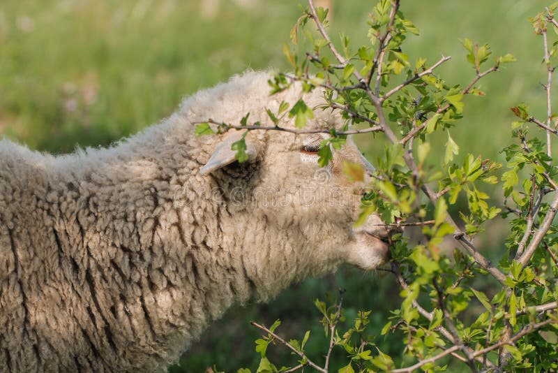 A White Sheep Eating Bush Leaves. Stock Photo - Image of field ...