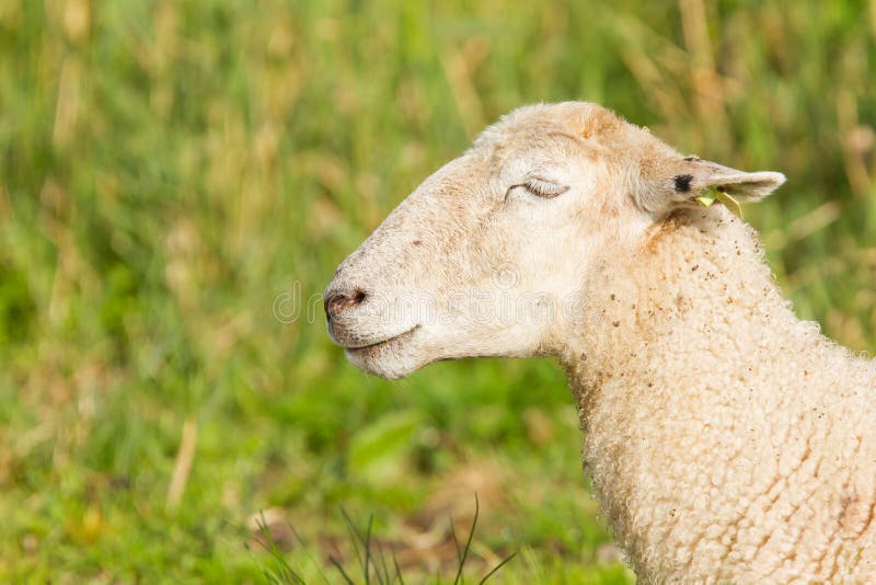 White Sheep Enjoying the Sun Stock Image - Image of farm, cute: 27340727