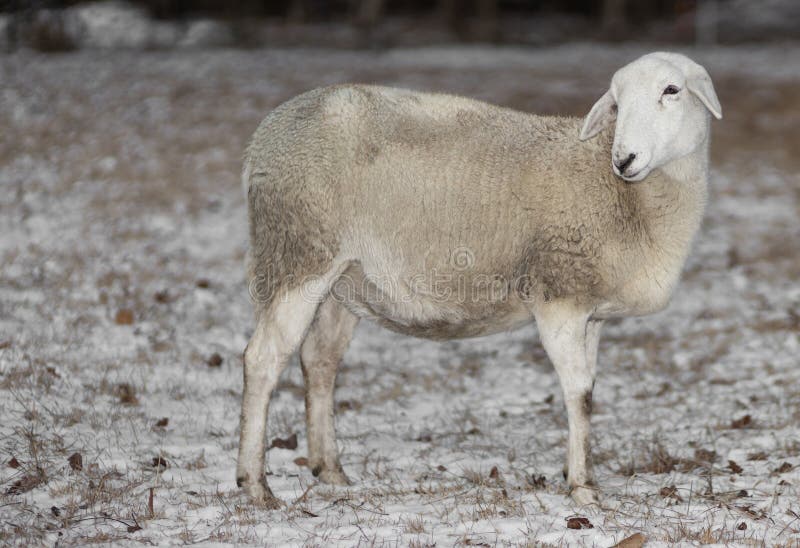 White Sheep Ewe Standing in the Snow Stock Photo - Image of livestock ...