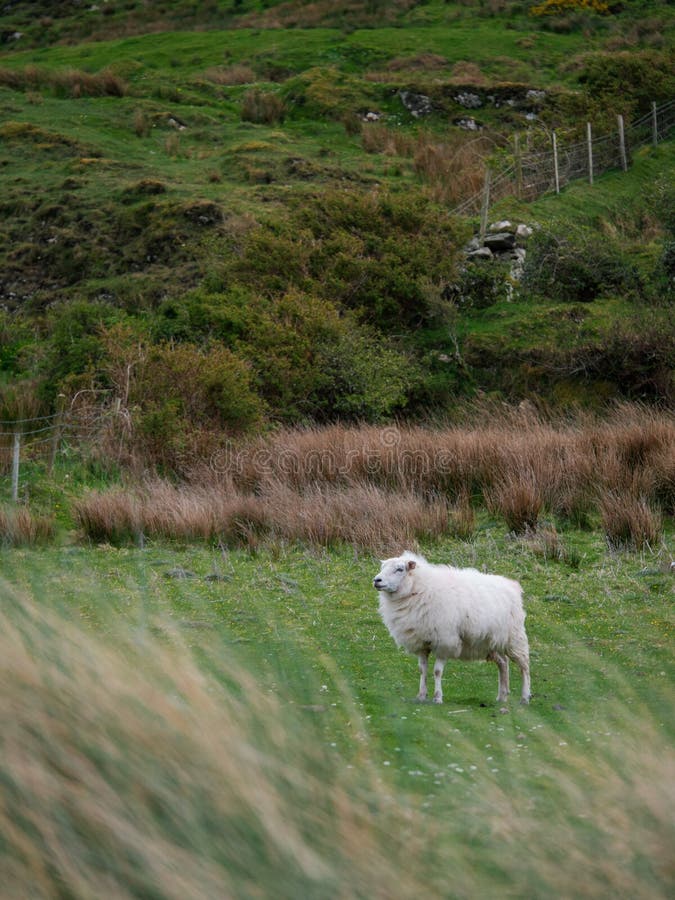 192 Epic Sheep Photos - Free & Royalty-Free Stock Photos from Dreamstime