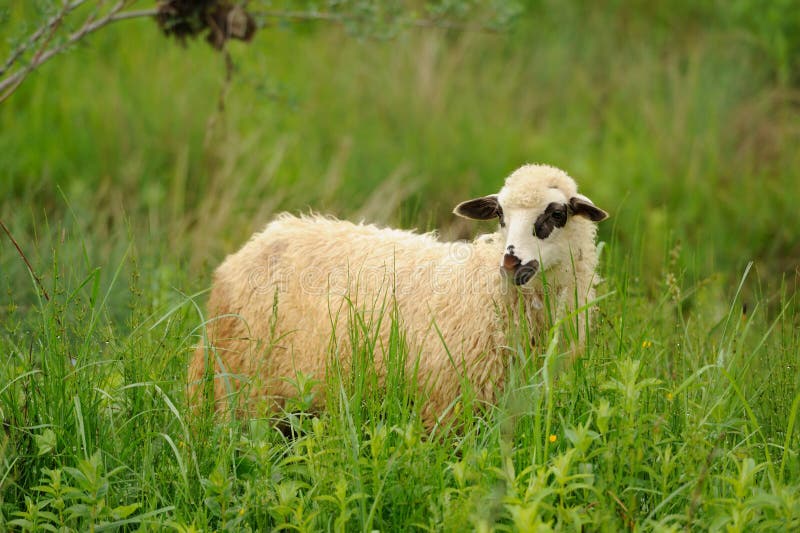 White sheep in grass stock image. Image of curly, cute - 31698407