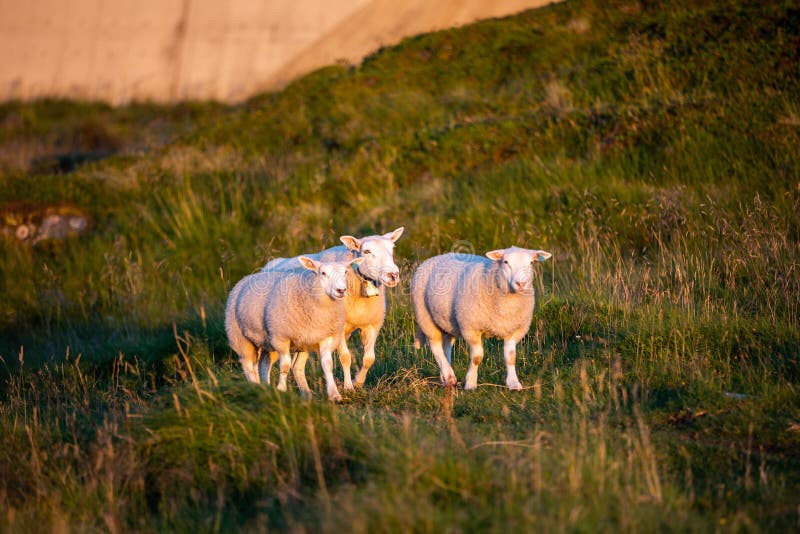White Sheep Grazing in the Green Field at Warm Sunset Stock Photo ...