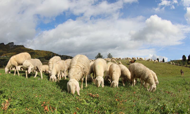 White Sheep Grazing on the Green Meadow in the Hillside Stock Photo ...
