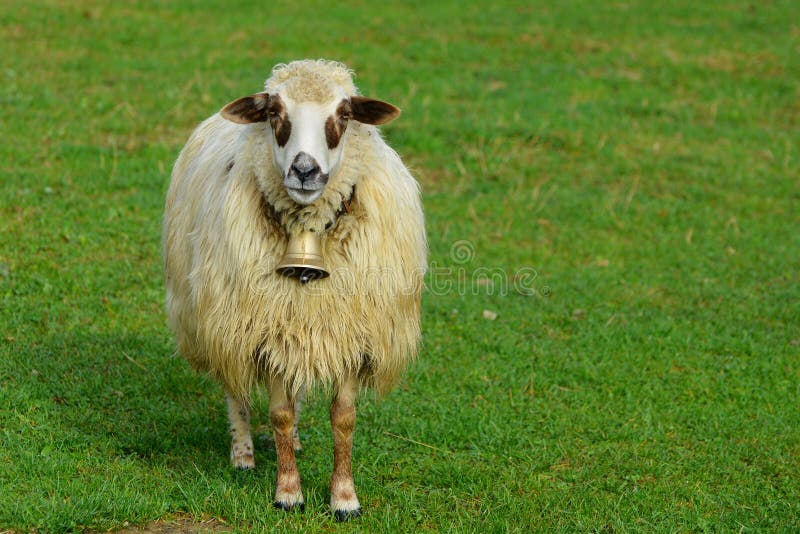 White Sheep Grazing on Green Meadow in Nature. Stock Photo - Image of ...