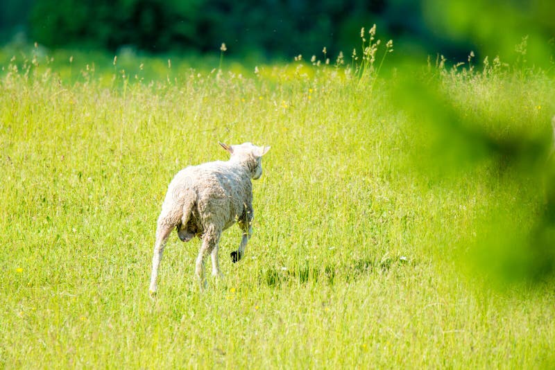 White Sheep stock photo. Image of farm, sheep, country - 44654746