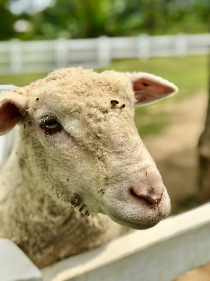 White sheep inside a cage stock photo. Image of farm - 221971964