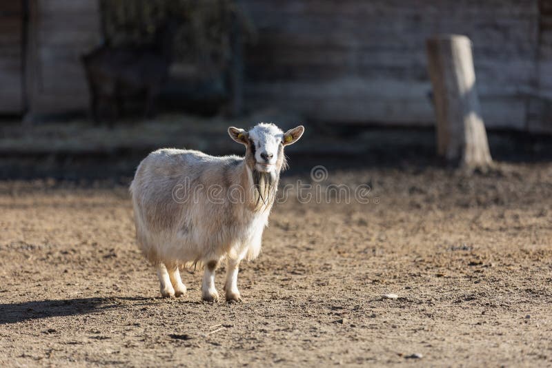 White Sheep Inside a Farm on a Sunny Day Stock Image - Image of natural ...