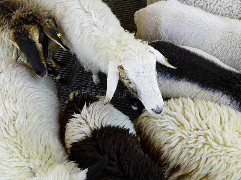 White Sheep among Its Friends Stock Photo - Image of countryside, wool ...