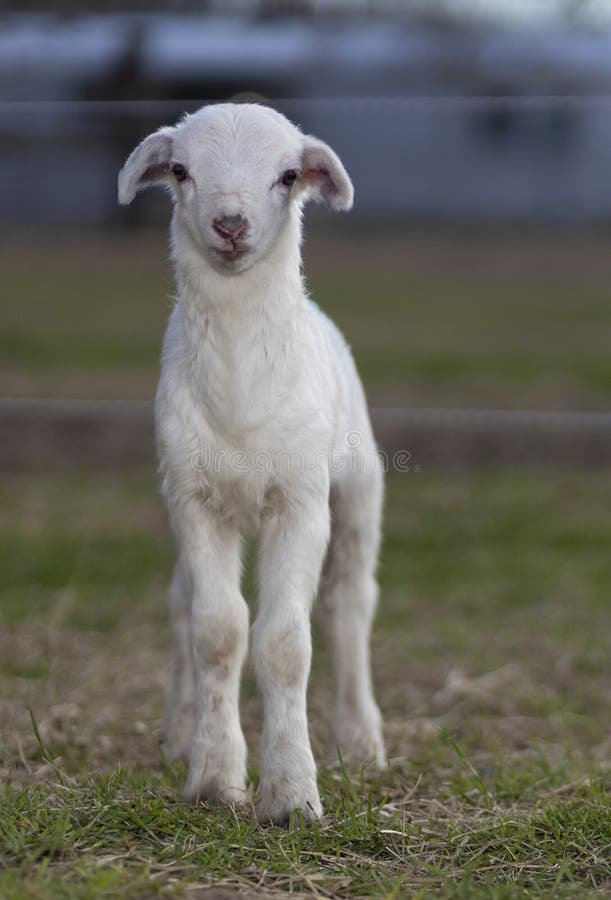 White Sheep Lamb on a Paddock in Early Spring Stock Photo - Image of ...