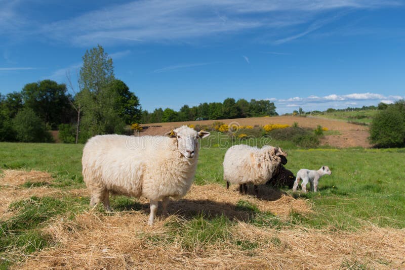 White sheep with lamb stock image. Image of farm, white - 93943409
