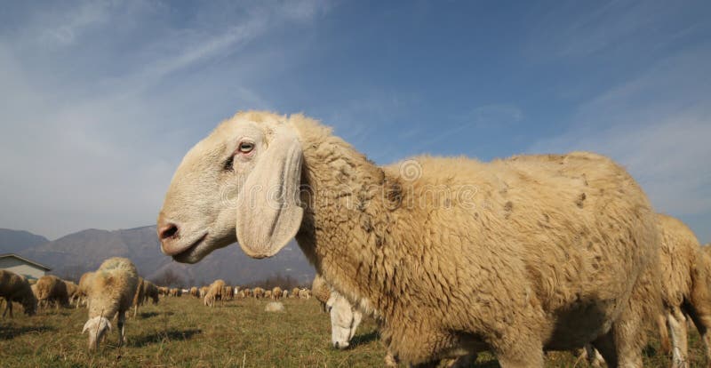 Large Flock of Many Sheep with Long Ears and Thick Wool Fur Graz Stock ...