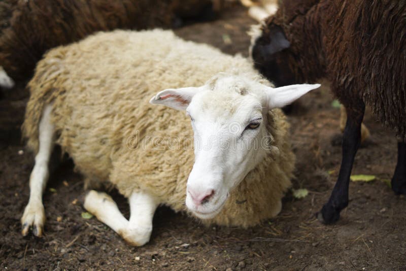 White sheep lies. stock image. Image of livestock, close - 75942241