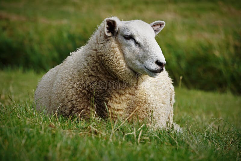 White Sheep Looking Side in Grassland Stock Image - Image of animal ...