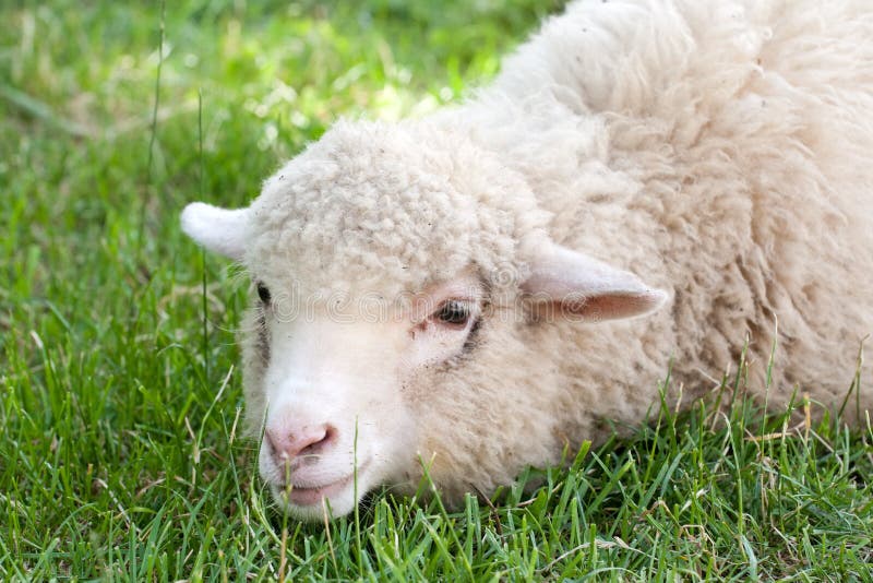 White sheep stock photo. Image of husbandry, agriculture - 33166212