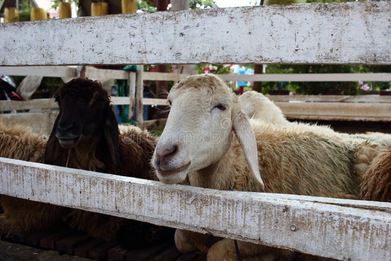 White Sheep Lying in a Wooden Stall Stock Image - Image of closed ...