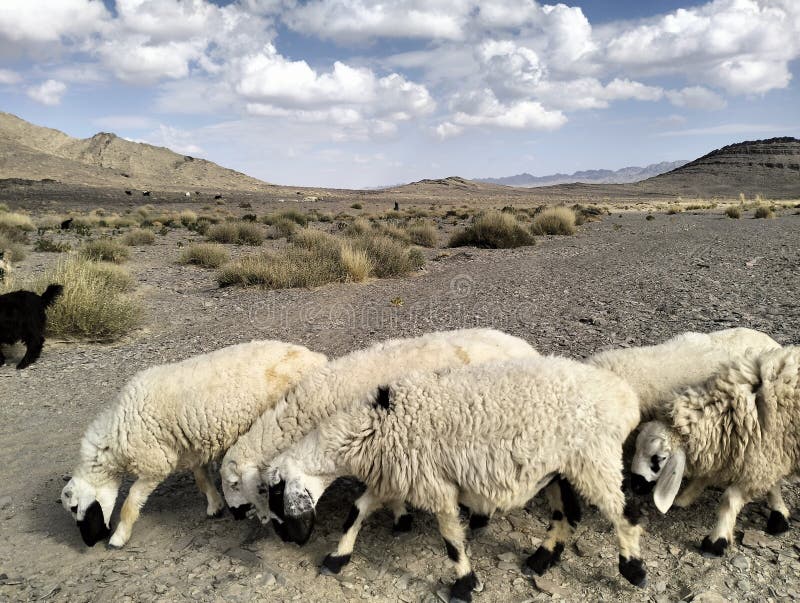 White Sheep and Mountain and White Cloud and Sky Natural View Stock ...