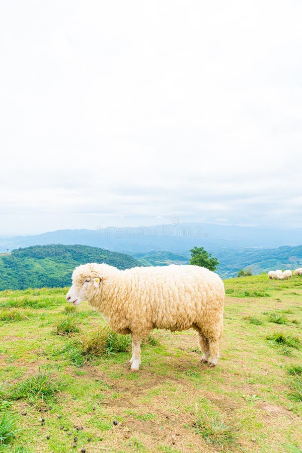 White Sheep on Mountain Hill Stock Image - Image of countryside, mammal ...