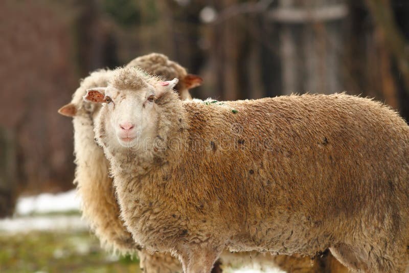 White sheep stock photo. Image of domesticated, winter - 62925588