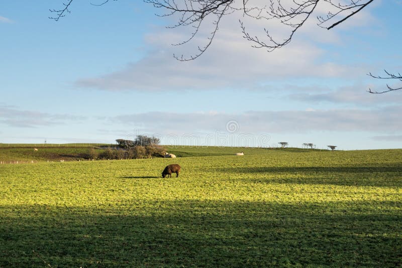 The odd sheep stock image. Image of white, sheep, dark - 138752607