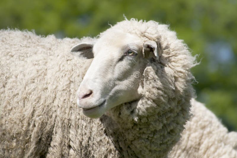 White sheep (ovis aries) stock photo. Image of wool, ovis - 25988244