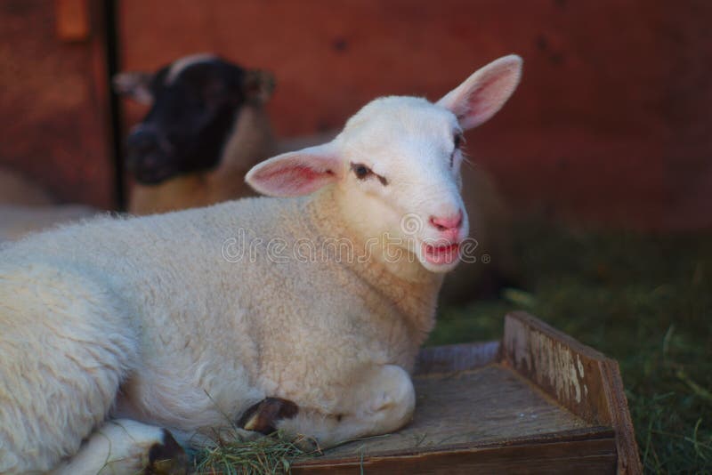 White Sheep Portrait in a Barn Long Ears Stock Image - Image of teeth ...