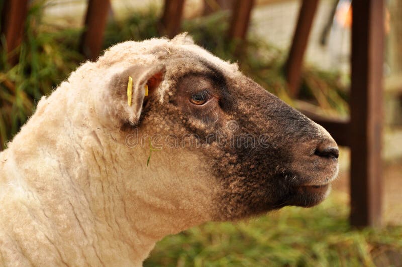 Sheep Ear Side View Portrait Stock Photos - Free & Royalty-Free Stock ...