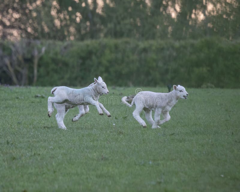 White Sheep Running Side by Side in the Lush Green Grass Stock Photo ...
