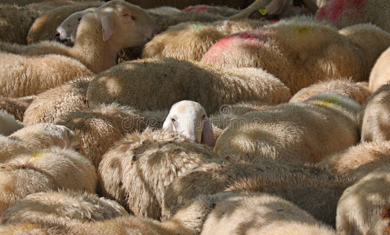 White Sheep S Face Peeking Out from the Herd of Livestock Stock Image ...