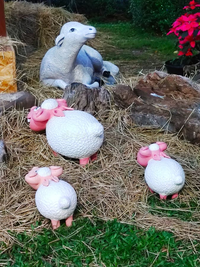 165 Cast Sheep Stock Photos - Free & Royalty-Free Stock Photos from ...