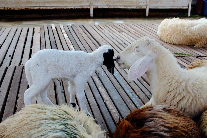 White Sheep Show Affection with Her Lamb Stock Image - Image of stall ...