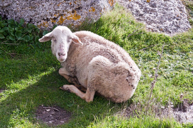 White Sheep Sitting on the Grass Stock Photo - Image of ribs, nature ...