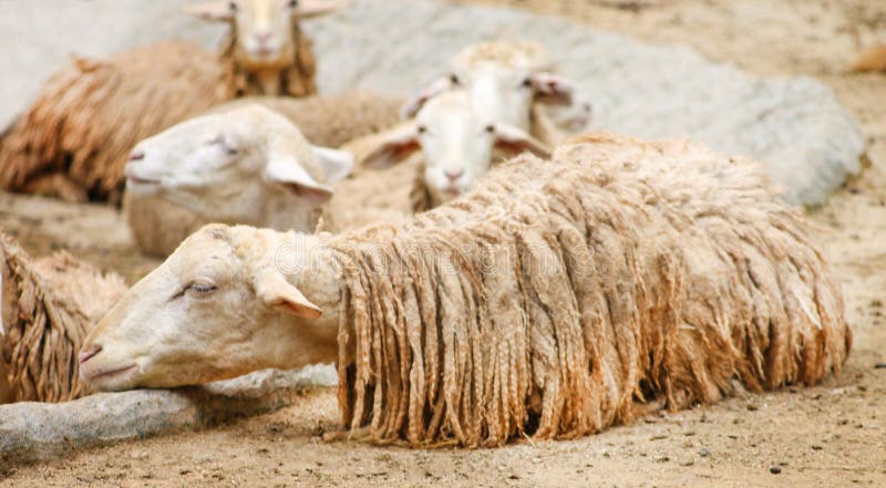 Natural Sheep Wool Background , White Light Briown Animal Body Hair ...