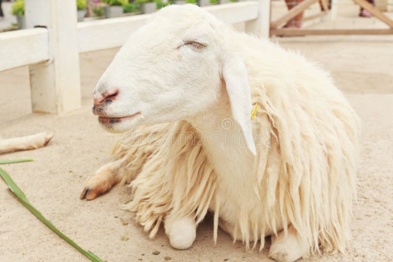 Lamb sitting on the cloud stock image. Image of abstract - 39988483