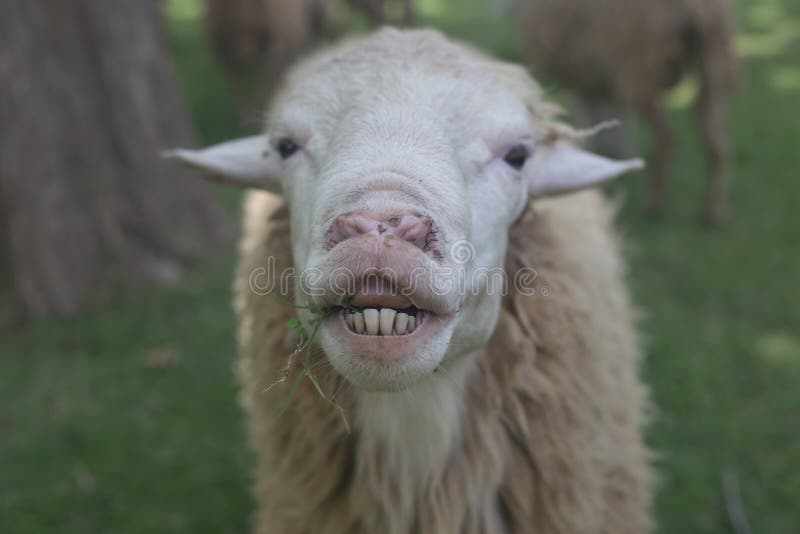 White Sheep with Smiley Face in Farm Stock Image - Image of goofy ...