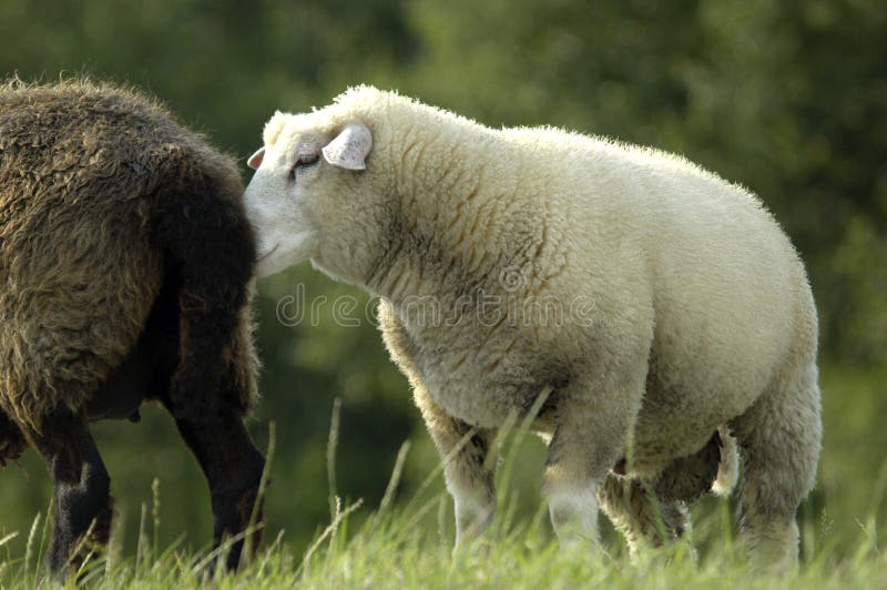 White Sheep Sniffing at Black SheepÂ´s Tail End Stock Image - Image of ...