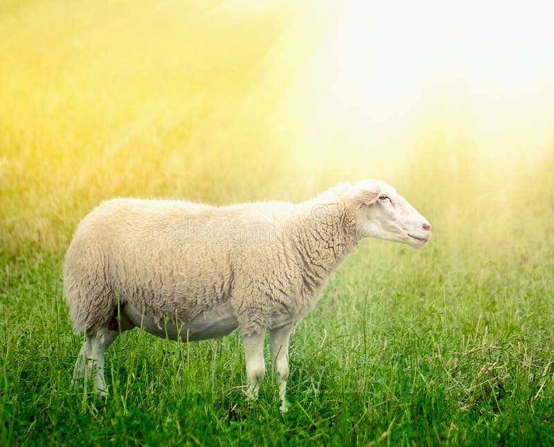 White sheep on sunny field stock photo. Image of domestic - 44909204