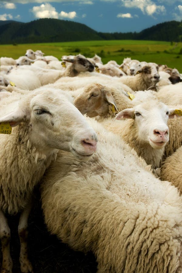 Sheep stock image. Image of inquisitive, merino, vulnerable - 1288257
