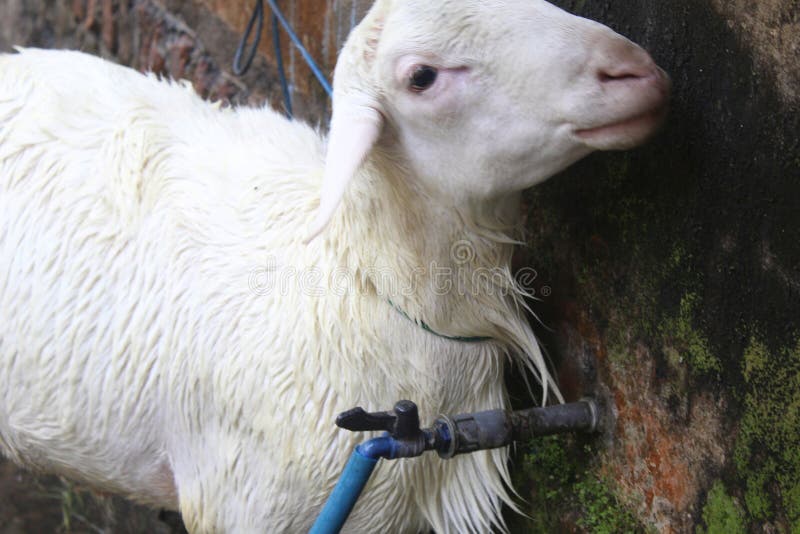Wet sheep from bath stock image. Image of goat, culture - 251762009