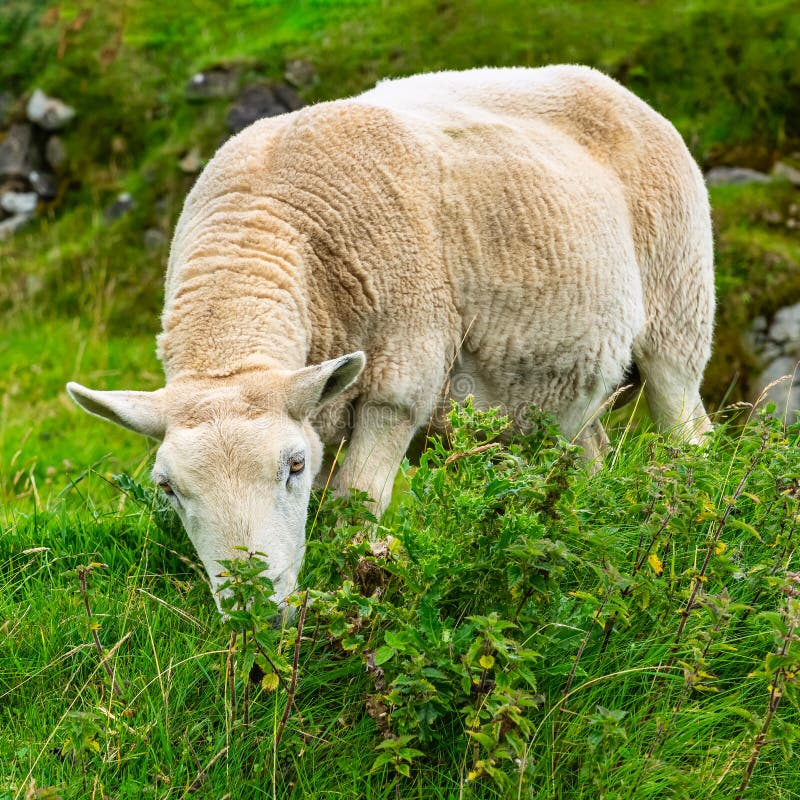 White Sheep of Typical Breed of the Isle of Skye in the North of ...