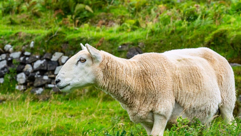 White Sheep of Typical Breed of the Isle of Skye in the North of ...