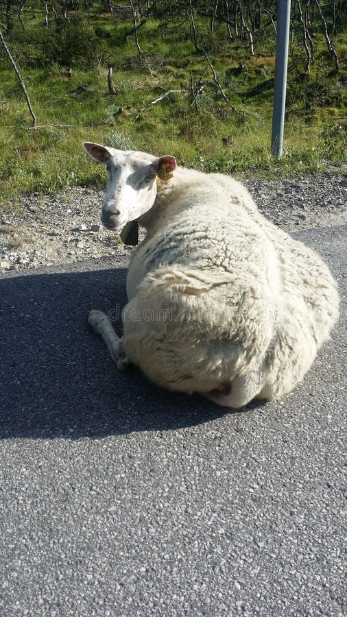 114 Ugly Sheep Stock Photos - Free & Royalty-Free Stock Photos from ...